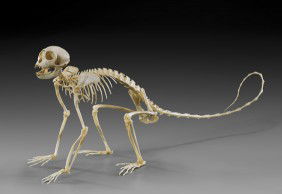 MONKEY SKELETON : Lot 137
