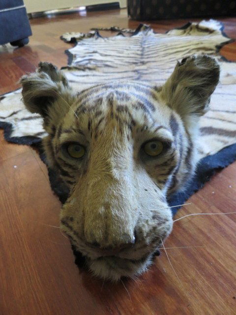 611: HEAD MOUNTED WHITE TIGER RUG : Lot 611