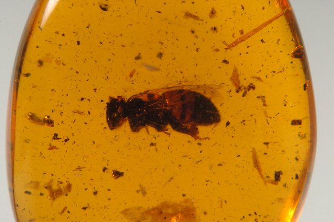 BEE IN AMBER PENDANT : Lot 314