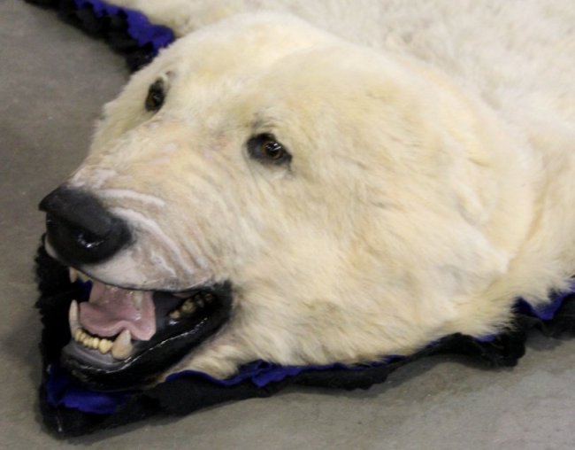 Polar Bear Rug by Jonas Brothers 1965 RARE : Lot 99F
