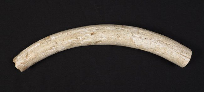 55A: MASTODON IVORY TUSK : Lot 55A