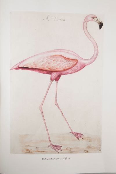 500: British Museum Catalog of John White Drawings : Lot 500