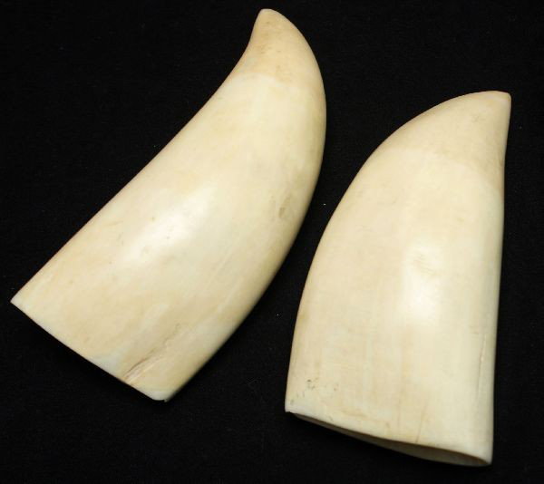 COLLECTION OF TWO WALRUS TEETH : Lot 4007