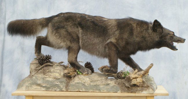 Grey Wolf Full Body Mount, dark gray/white, on : Lot 12701A